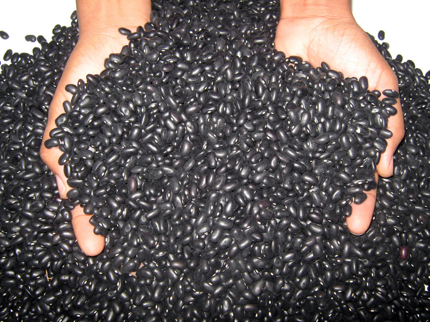 RD exportará más de 10 mil quintales de habichuelas negras a Venezuela