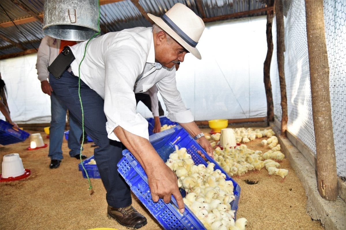 Agricultura entregó más de 40 mil pollos a pequeños avicultores