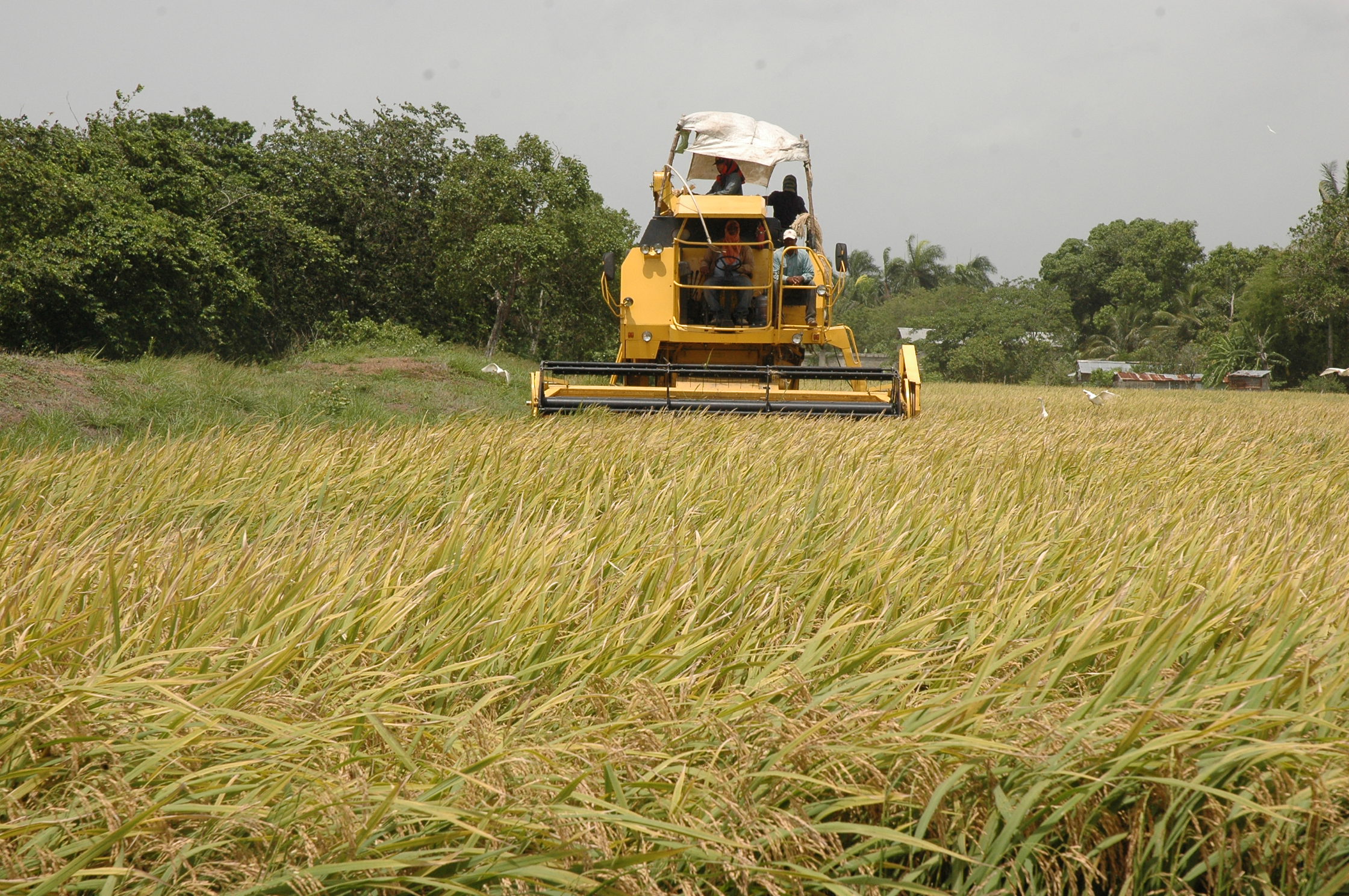 El arroz se produce tanto como se consume