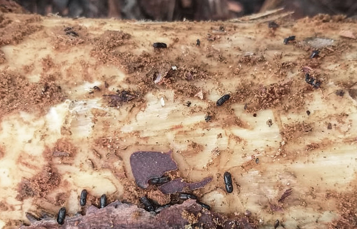 Enfrentar el escarabajo del pino obligó a invertir RD$255 millones