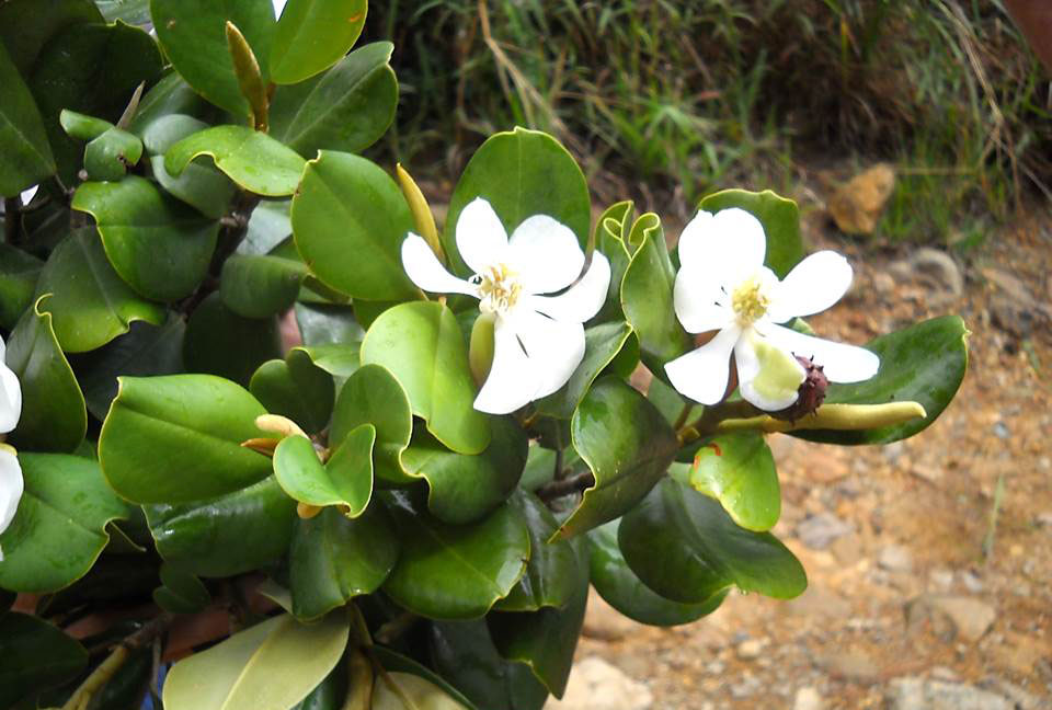 Flora y fauna dominicana: 333 especies en peligro crítico