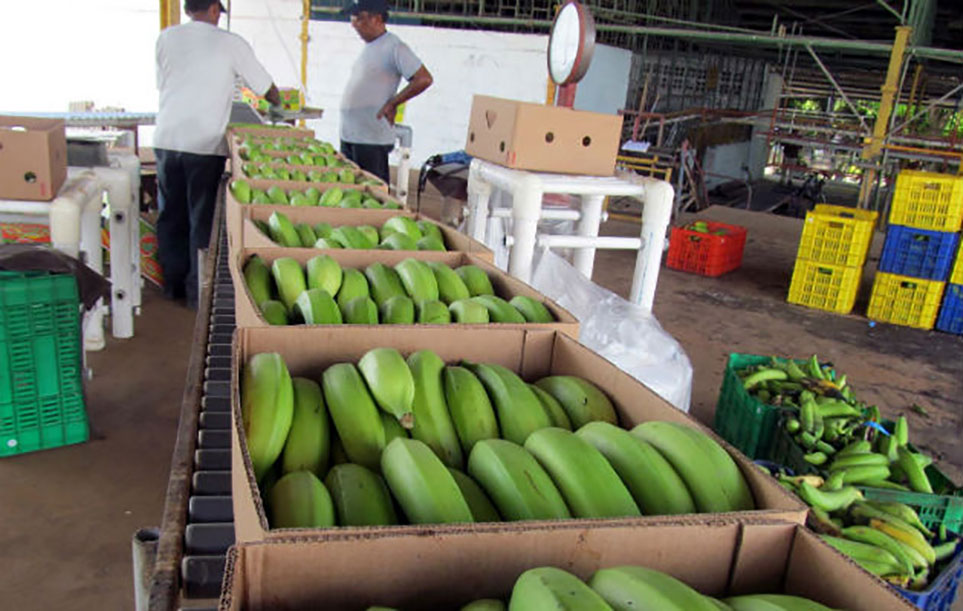 Foro de inversión sobre manejo cadena del frío en exportación del banano