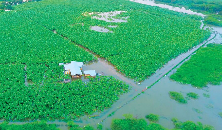 Inundaciones: Productores agrícolas adelantan números desalentadores
