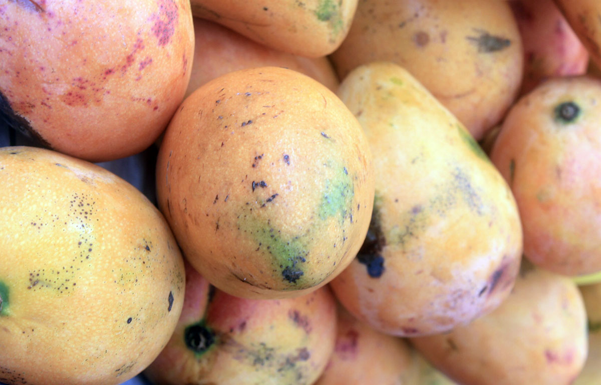 Exportación de mango de RD alcanzó US$20 millones en 2017