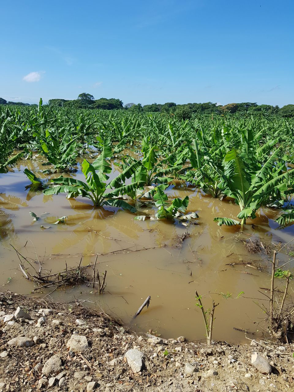 La agropecuaria dominicana vuelve a sentir impacto de las inundaciones