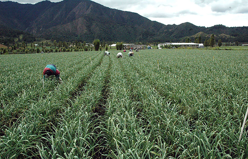 El ajo pierde sazón para los productores dominicanos