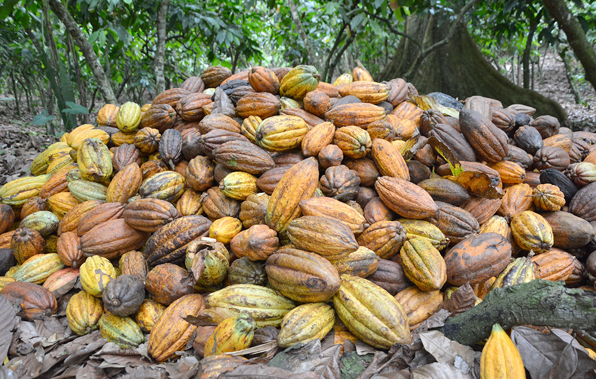 El cacao dominicano, apreciado en mercados exigentes