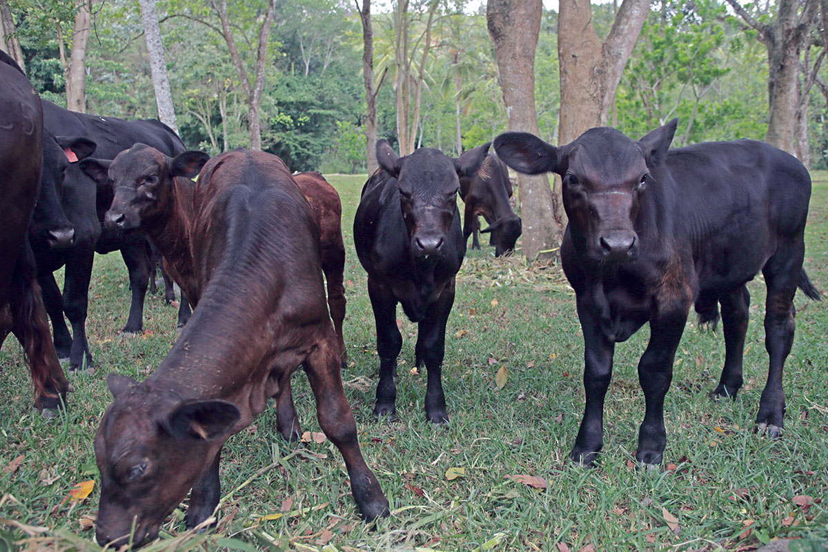 Brangus: Una finca genética para mejorar el ganado en República Dominicana